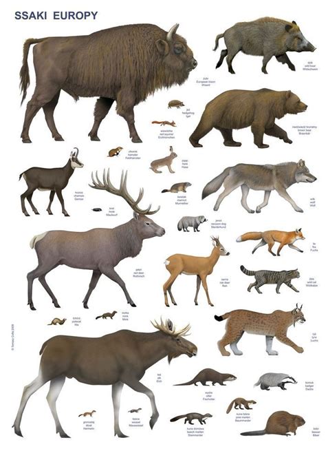 Bird Cladistic Paleognaths Diversity By Gredinia On Deviantart Artofit