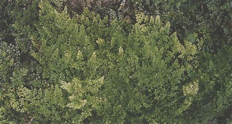 海金沙 园林植物