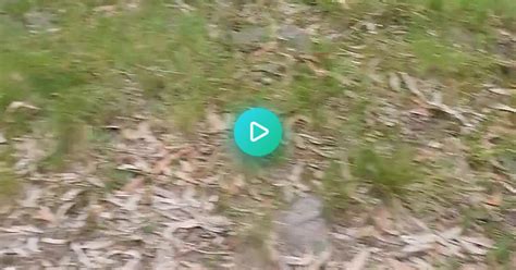 Echidna Album On Imgur