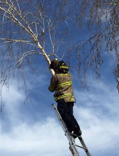 Firefighters Rescue Cat Stuck In Tree With Mayo Jar On Its Head