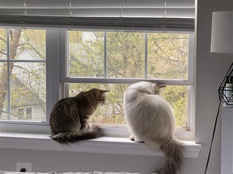 Roxy X Megumin Rmushokutensei