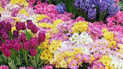 Desktop Wallpaper Spring Flowers 60 Images