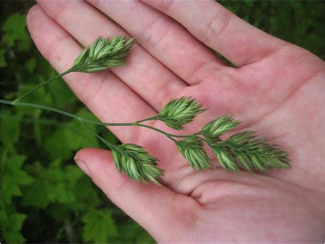 Orchard Grass Seed Head Tillering Forage Information System Oregon