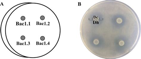 Scheme Of Assay To Detect Calcium Phosphate Solubilization By Bacteria
