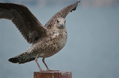 Mongiu It Alea Iacta Est