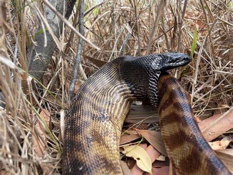 Watch A Python Eat Another Python