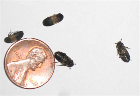 What Are The Little Black And White Bugs In My House