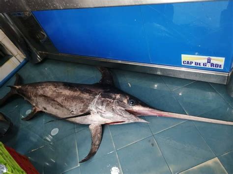 Broadbill Swordfish Xiphias Gladius Marine Life Identification