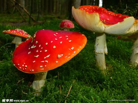 红色毒蘑菇摄影图其他生物生物世界摄影图库昵图网