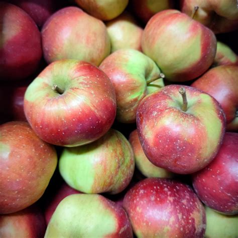 Eesti õun Antei Mahlane Ja Krõmpsuv Põllult Koju