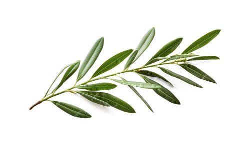 Premium Photo Single Olive Tree Leaf On White Background