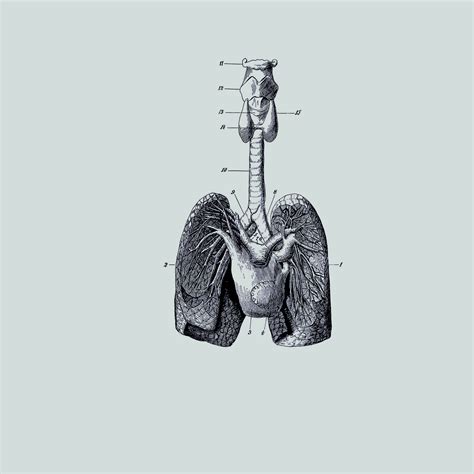 Orfeó 75 Aniversari Marta Negre