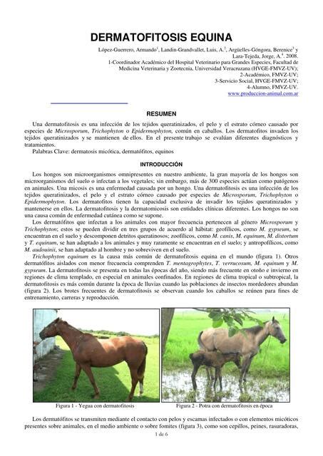 Dermatofitosis Equina Veterinaria Querida Udocz