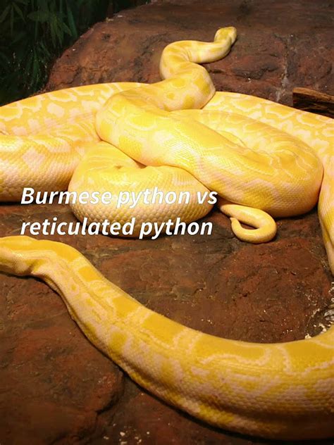 Reticulated Python Vs Burmese Python Youtube