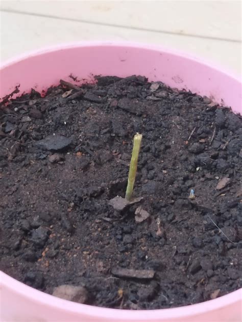 Oxe Acordei E Minha Planta Estava Só O Cotoco Oque Aconteceu R