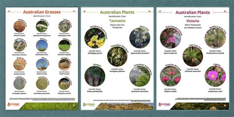 Australian Plant And Grasses Identification Chart Twinkl