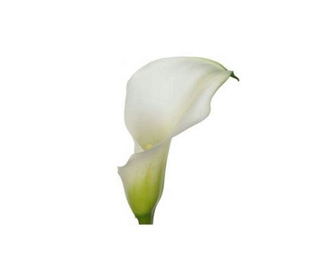 Calla Lily White Flower On White Background