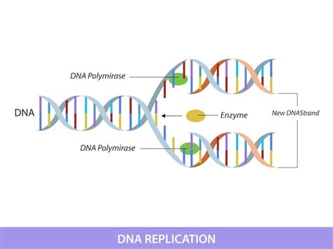 Premium Vector Dna Replication Education Info Graphic