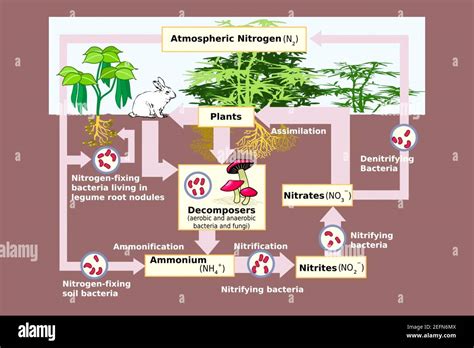 Complex Nitrogen Cycle Diagram