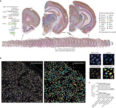 Whole Cortex In Situ Sequencing Reveals Input Dependent Area Identity
