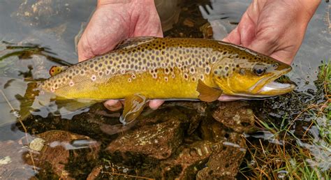 Brown Trout Habitat And Range At Martha Ehrlich Blog
