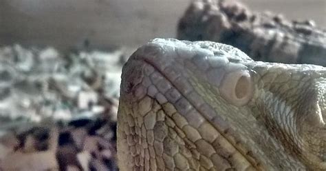 Angry Bearded Dragon Album On Imgur