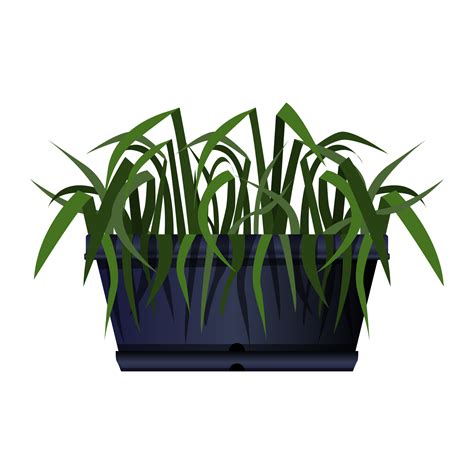Long Black Pot Of Green Foliage In Realistic Style Flower Bed For The