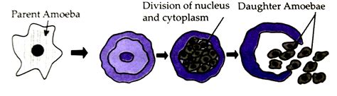 Multiple Fission Asexual Reproduction