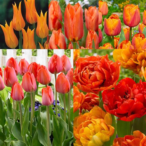Orange Tulip Bulbs Tulip Princess Irene Bulbs Single Early Tulips