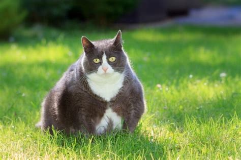 How Big Does A Maine Coon Get Vet Verified Average Weight And Growth