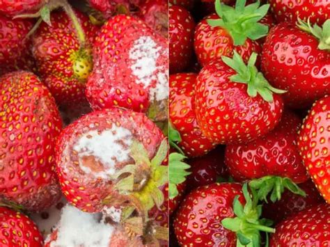 Strawberry Powdery Mildew Prevention Symptoms And Control