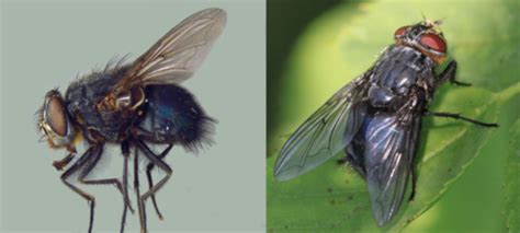 Pictures Of Forensically Important Insects Flashcards Quizlet