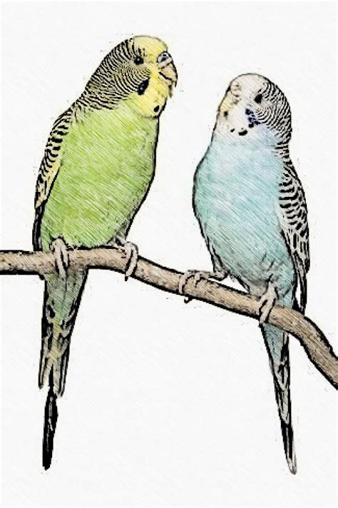 Pin Von Michele Suriano Auf Art Tiere Malen Tiere Zeichnen Vögel