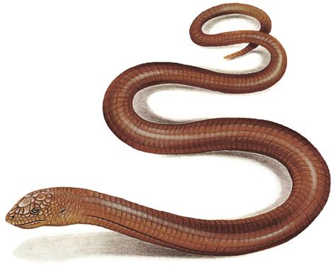 Duden Scheltopusik Rechtschreibung Bedeutung Definition Herkunft