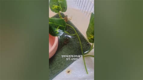 드디어 마지막 올챙이까지 개구리로 성공 참개구리는 곧 방사예정 개구리 참개구리 Frog 올챙이 Youtube