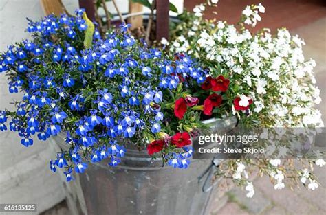 Ashcan Photos And Premium High Res Pictures Getty Images