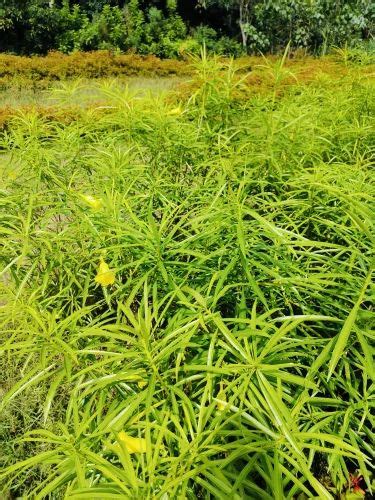 Well Watered Green Kaner Plants For Garden Summer Bloom At ₹ 15piece