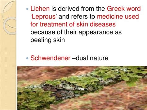 Lichen Slide