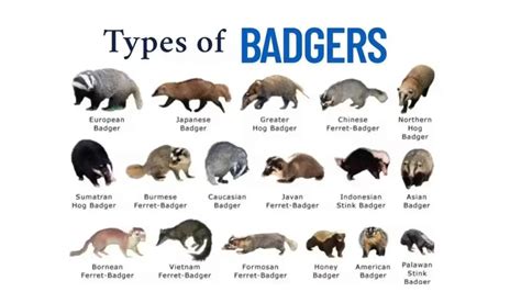 Badger 8 Thrilling Powers Unleashed In Their Wild Habitats