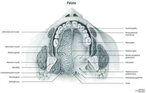 Human Embryo Stages Palate