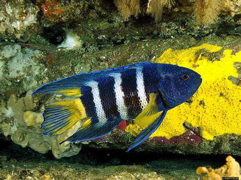 610 Fisch Hintergrundbilder Hd Kostenlose Bilder