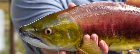 The 2022 ‘sockeye Roundup Caps Off One Of The Most Successful Sockeye