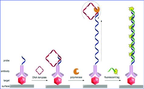 Schematic Of Rolling Circle Amplification Rca For Biomarker Specific