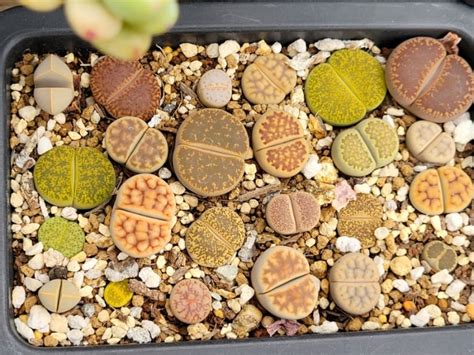 신기한 리톱스 키우기 리톱스 탈피 이중탈피 리톱스꽃 네이버 블로그