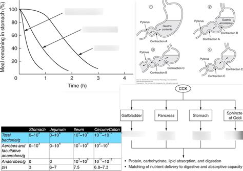 A PII Digestive Carbs Proteins Diagram Quizlet