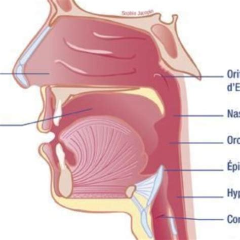 Siloret Baptiste Université Paris Cité Master 2 Ames Research Profile