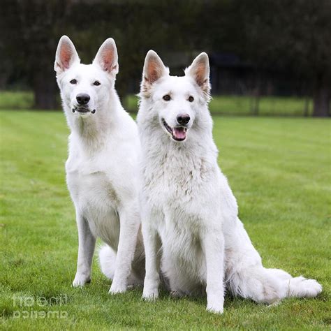 White Swiss Shepherd Dog Breed Information Puppies And Breeders Just