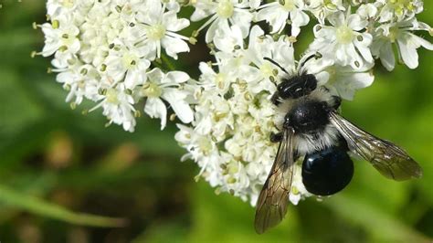 Ashy Mining Bee Charlton Down Nature Area
