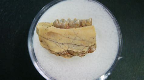 Ischyromys Rodent Jaw 13 Fossils For Sale