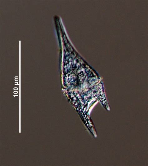 Eos Phytoplankton Encyclopedia Project